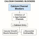Mechanism of Action of Calcium Channel Blockers (CCBs)