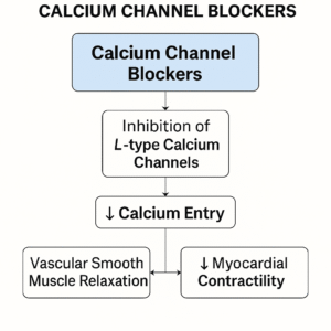 Mechanism of Action of Calcium Channel Blockers (CCBs)