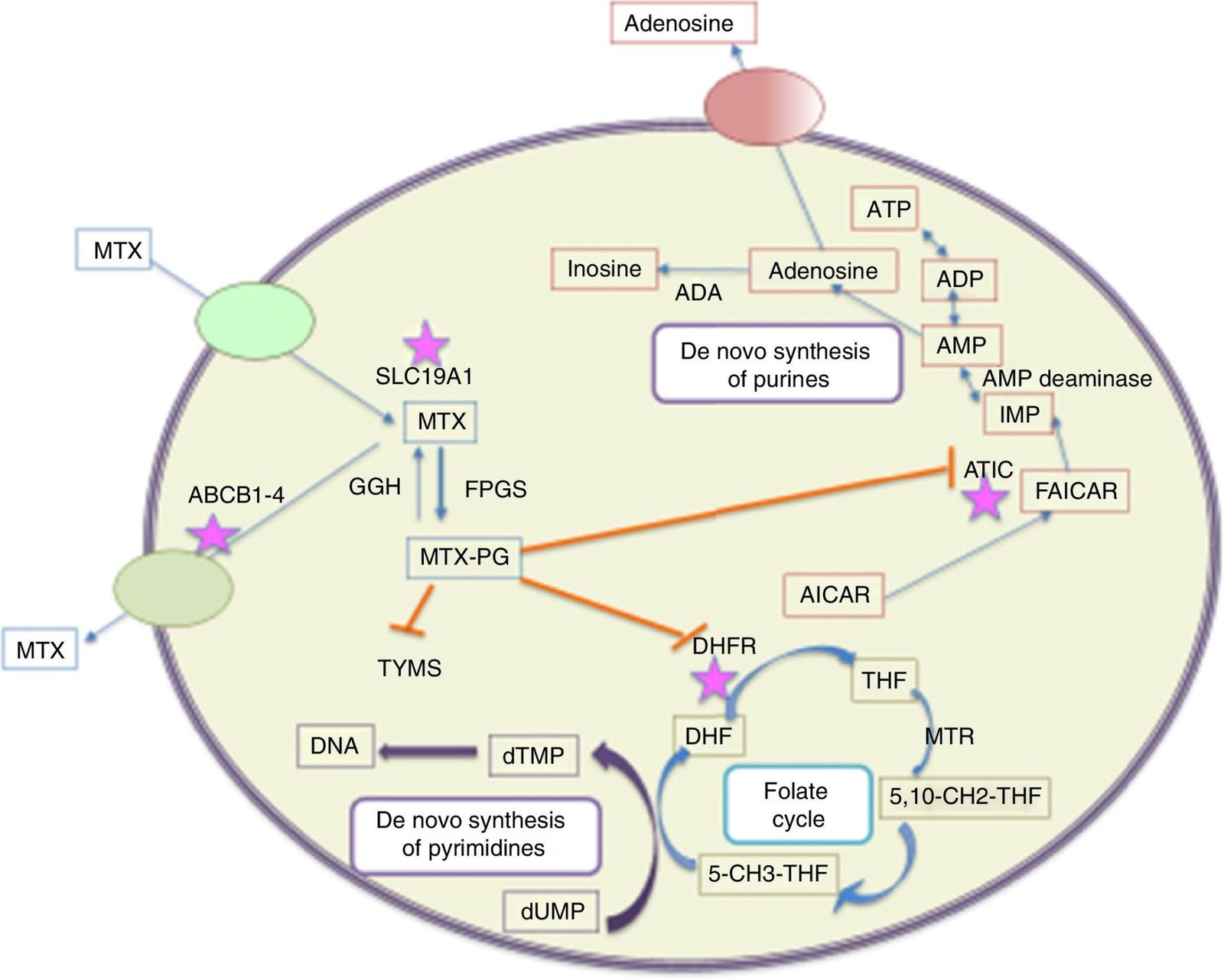 Methotrexate – Mechanism of Action