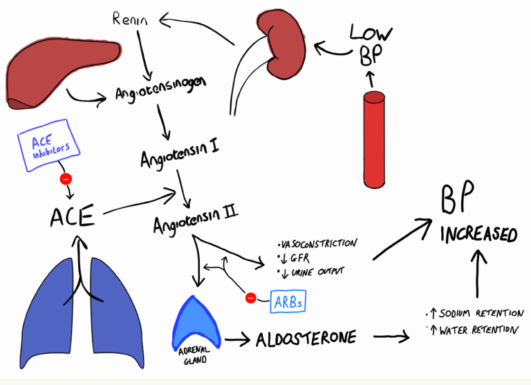ACE Inhibitors – Mechanism of Action