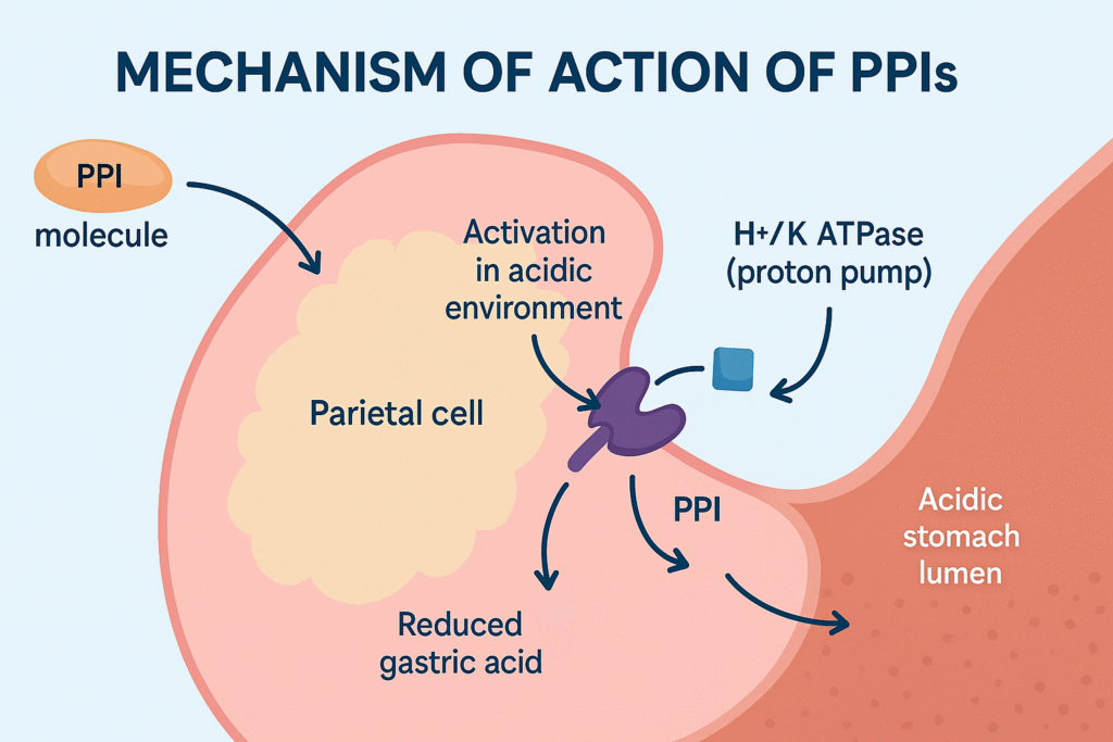 Mechanism of Action of Proton Pump Inhibitors