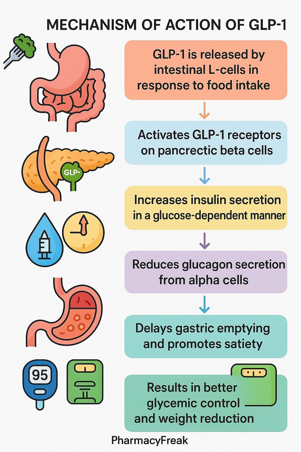 Mechanism of Action of GLP-1