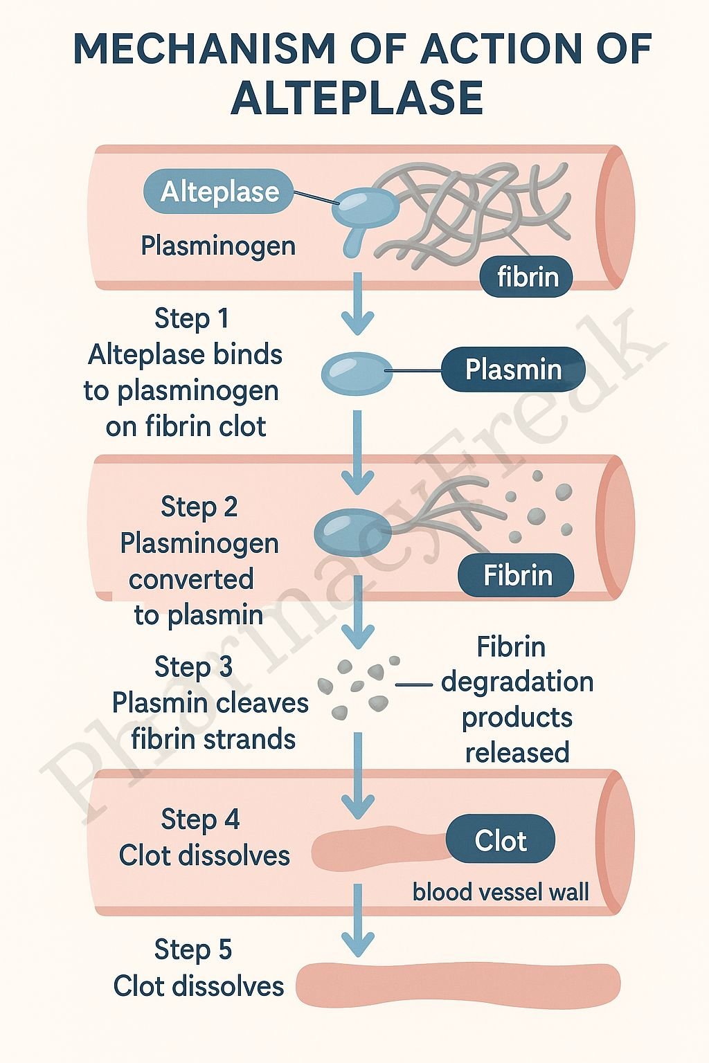Mechanism of Action of Alteplase