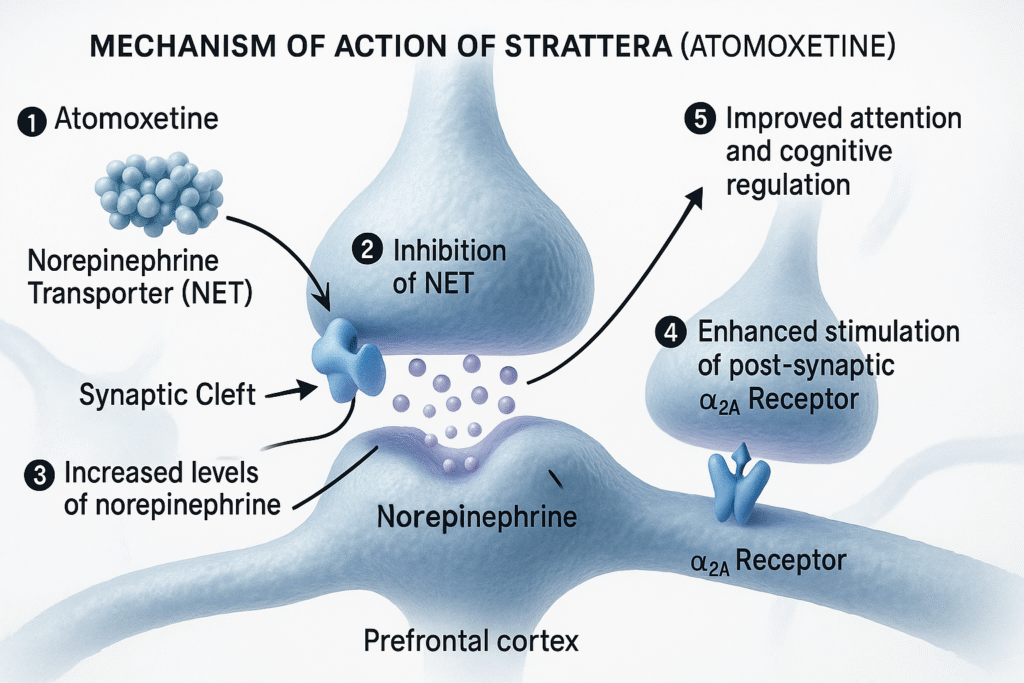 Mechanism of Action of Strattera (Atomoxetine)