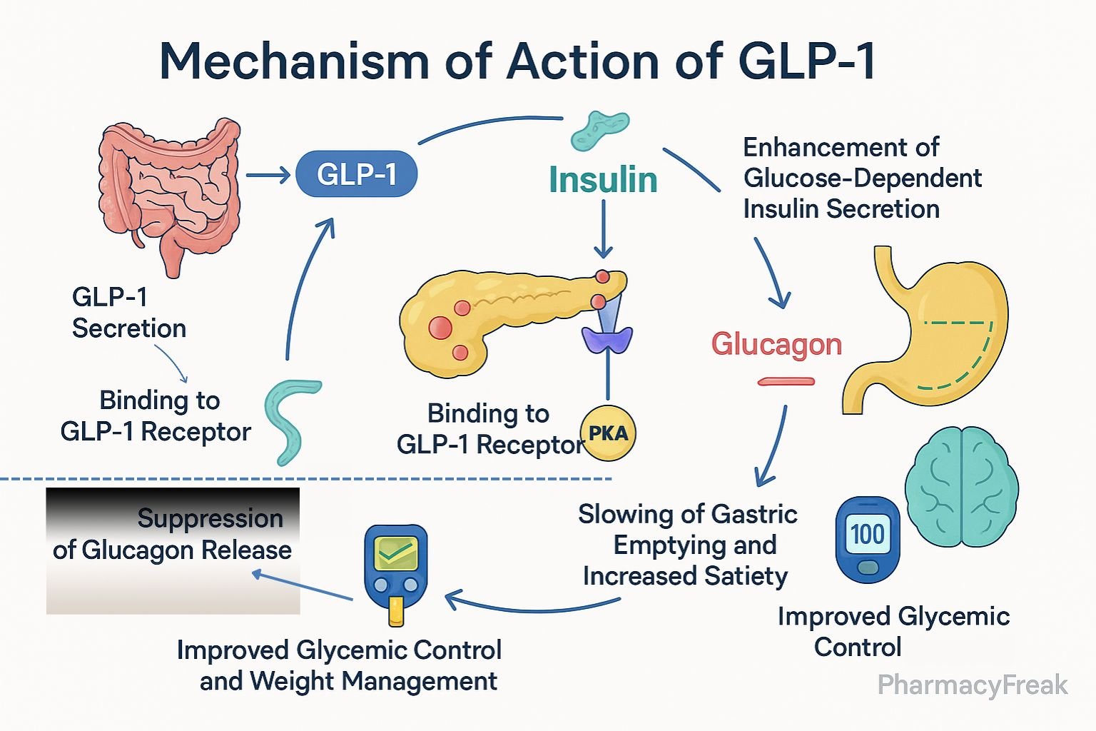 Glp 1 Mechanism Of Action The Societal Impact Of GLP 1 Receptor Glp 1 Mechanism Of Action The Societal Impact Of GLP 1 Receptor
