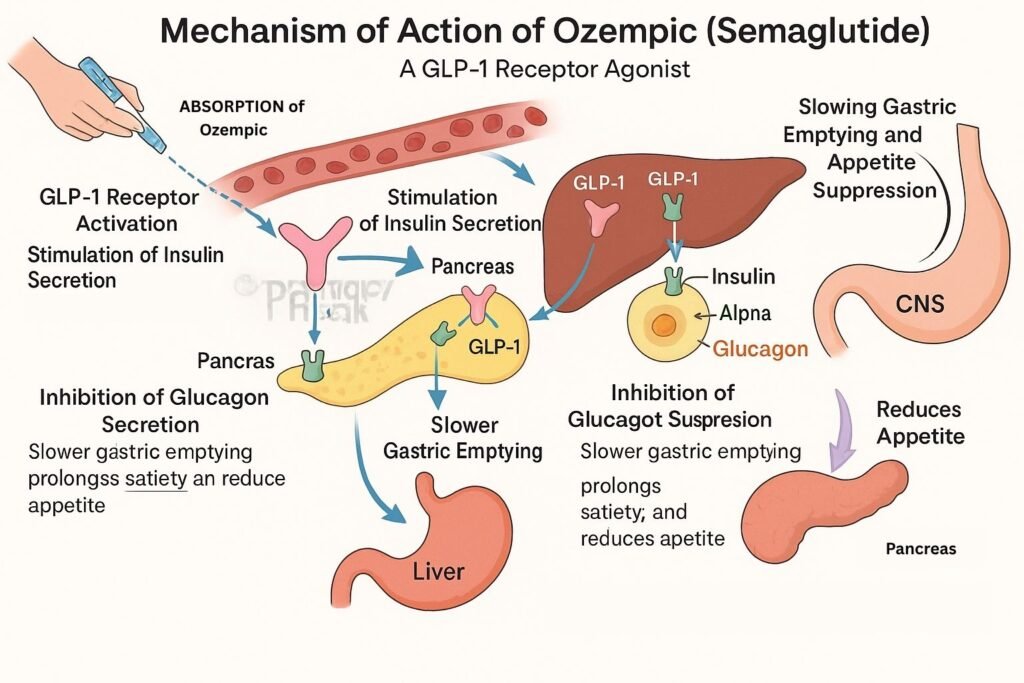 Mechanism of Action of Ozempic