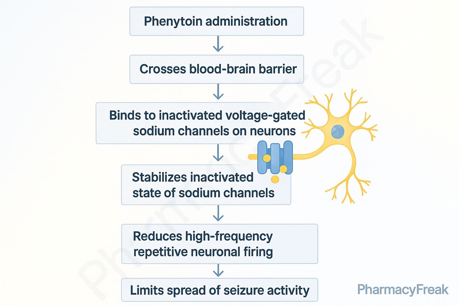 Mechanism of Action of Phenytoin 2