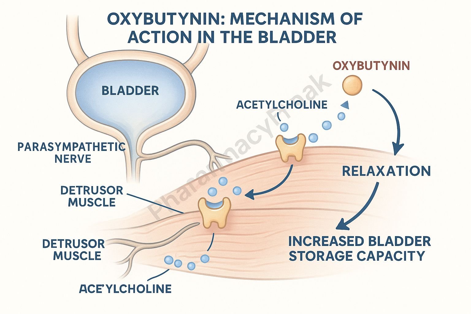 Mechanism of Action of Oxybutynin