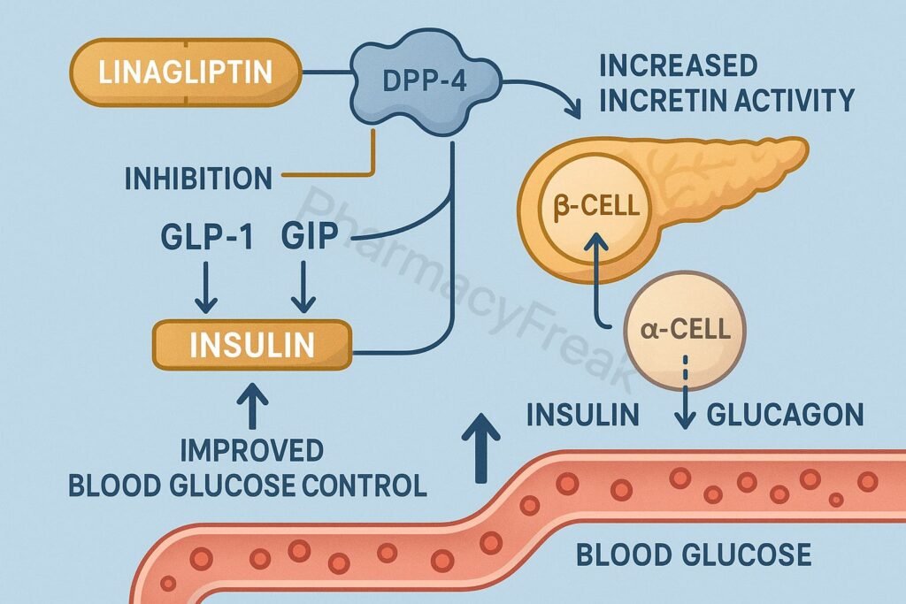 Mechanism of Action of Linagliptin