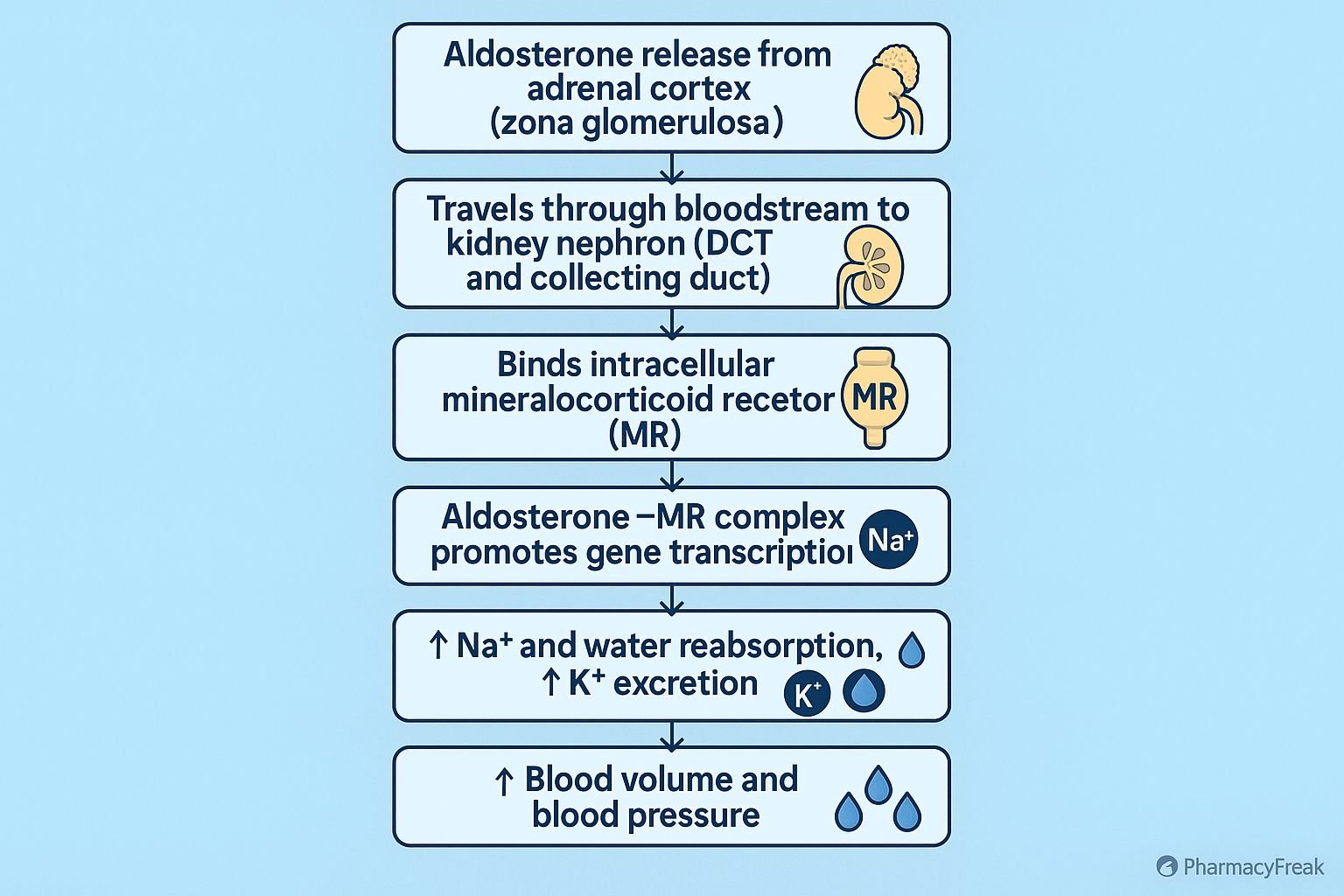 Mechanism of Action of Aldosterone