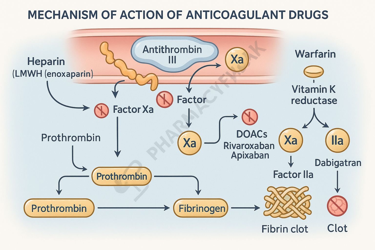 Mechanism of Action of Anticoagulant Drugs