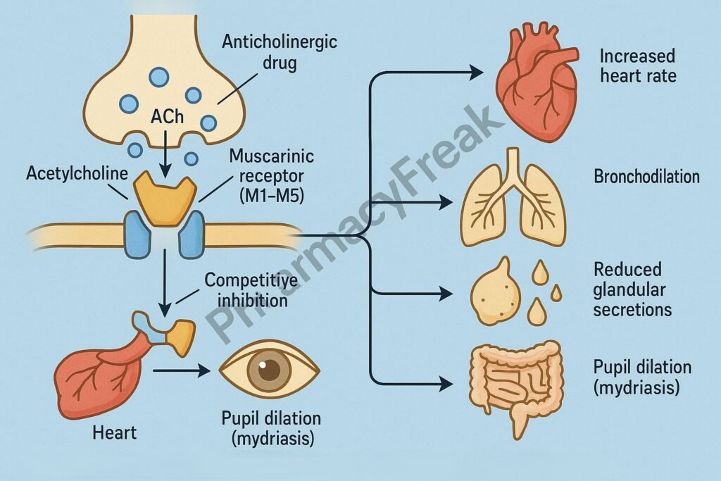 Mechanism of Action of Anticholinergic Drugs