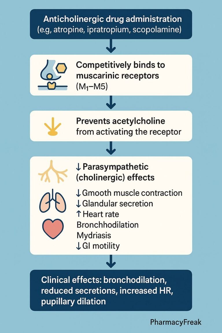 Mechanism of Action of Anticholinergic Drugs