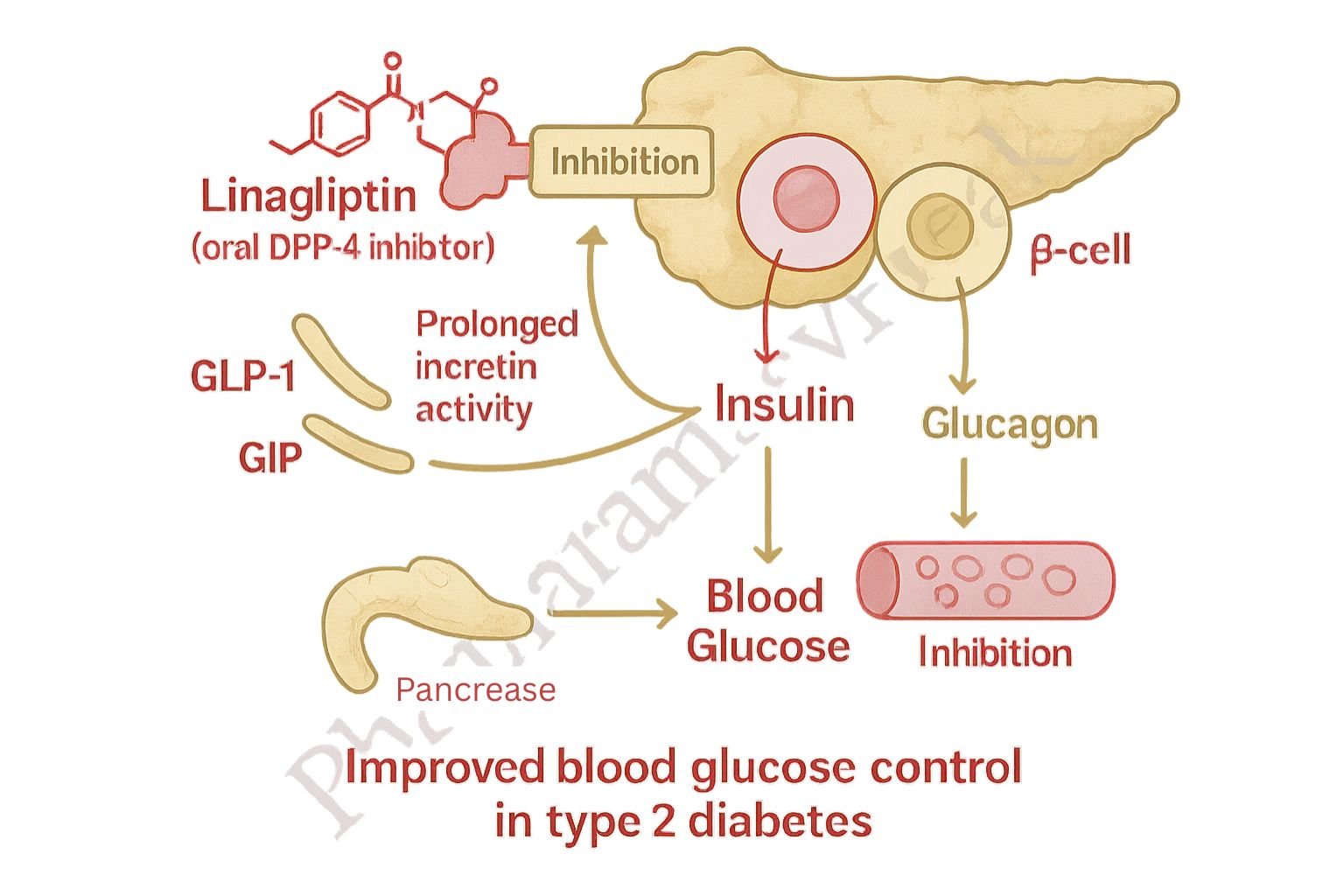 Mechanism of Action of Linagliptin