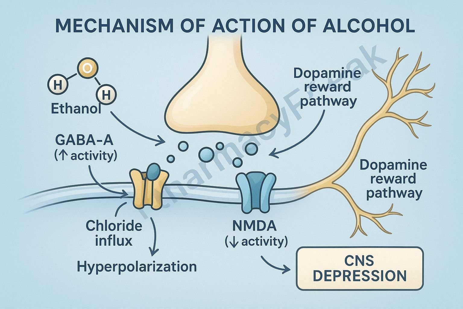Mechanism of Action of Alcohol