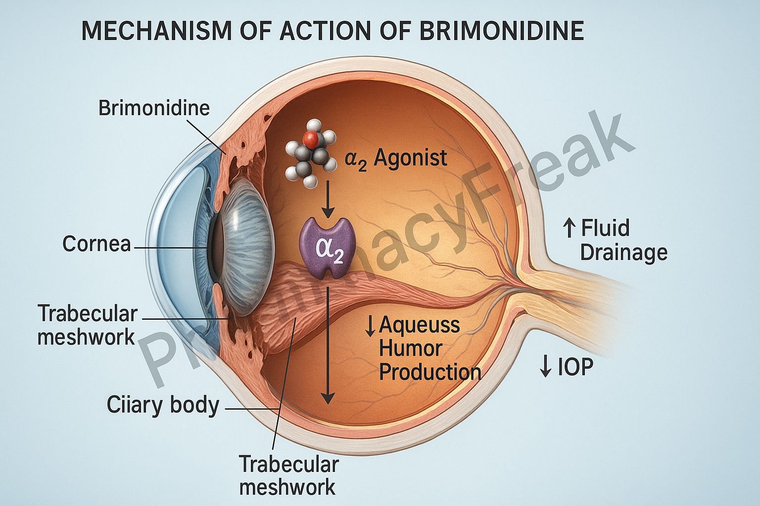 Mechanism of Action of Brimonidine