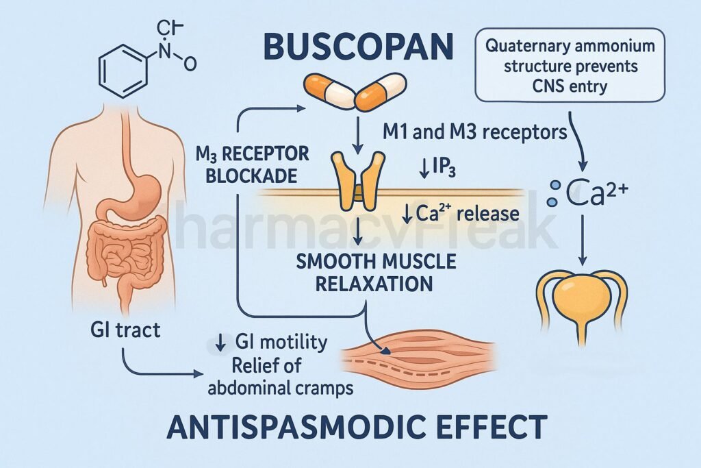 Mechanism of Action of Buscopan