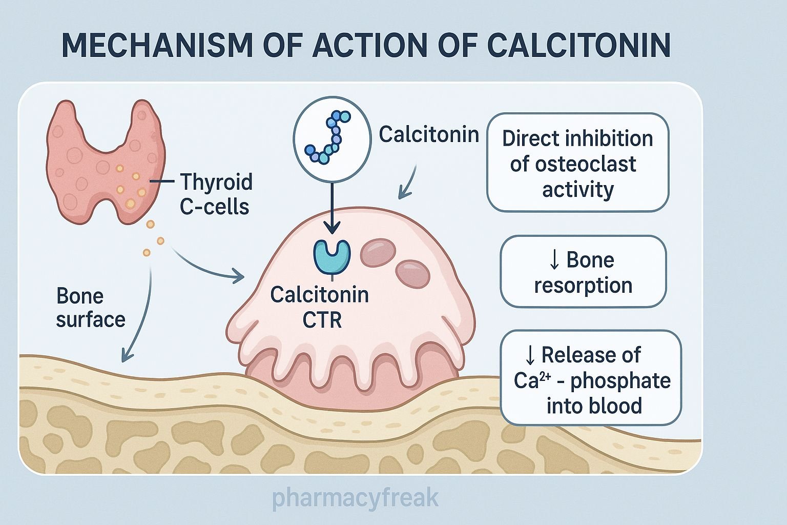 Mechanism of Action of Calcitonin