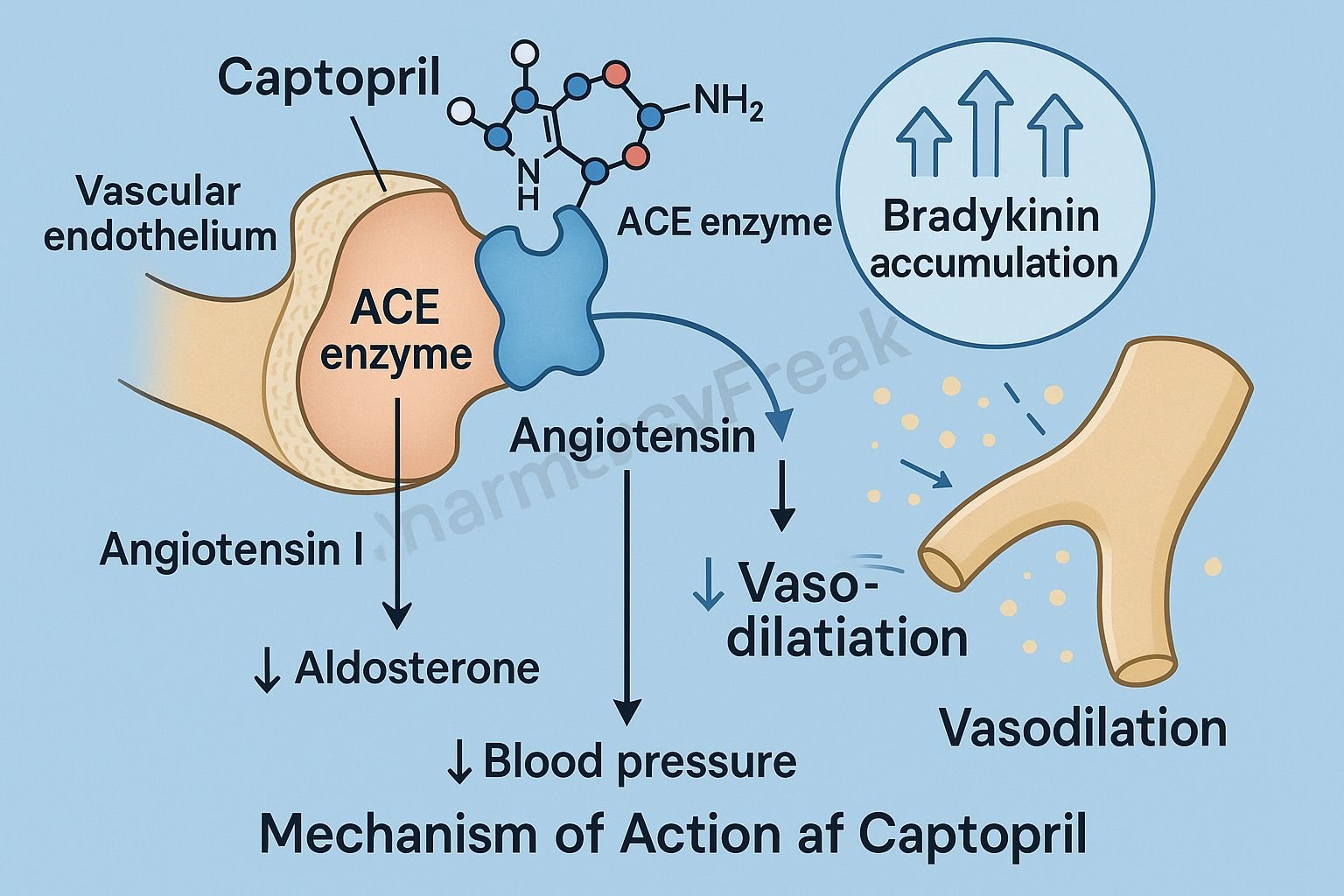 Mechanism of Action of Captopril