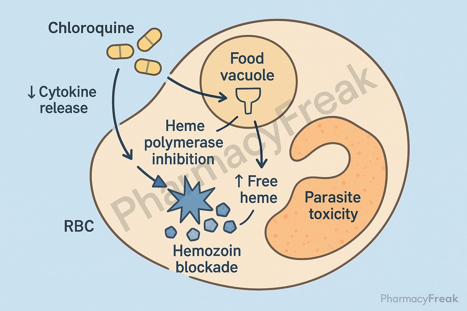 Mechanism of Action of Chloroquine