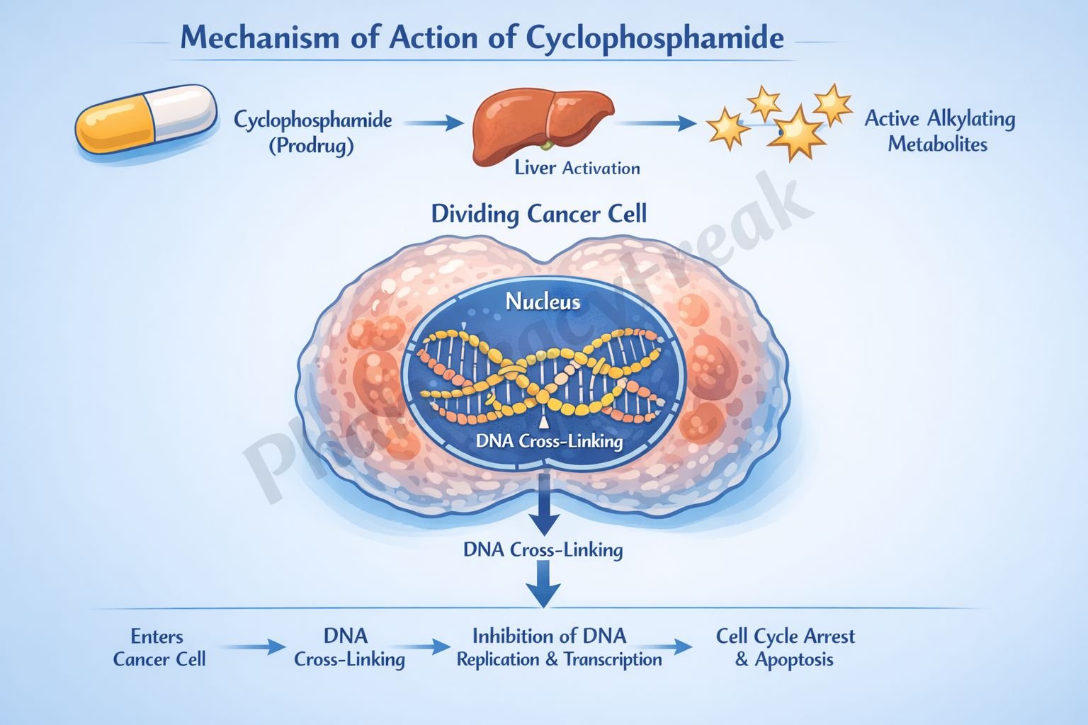 Mechanism of Action of Cyclophosphamide