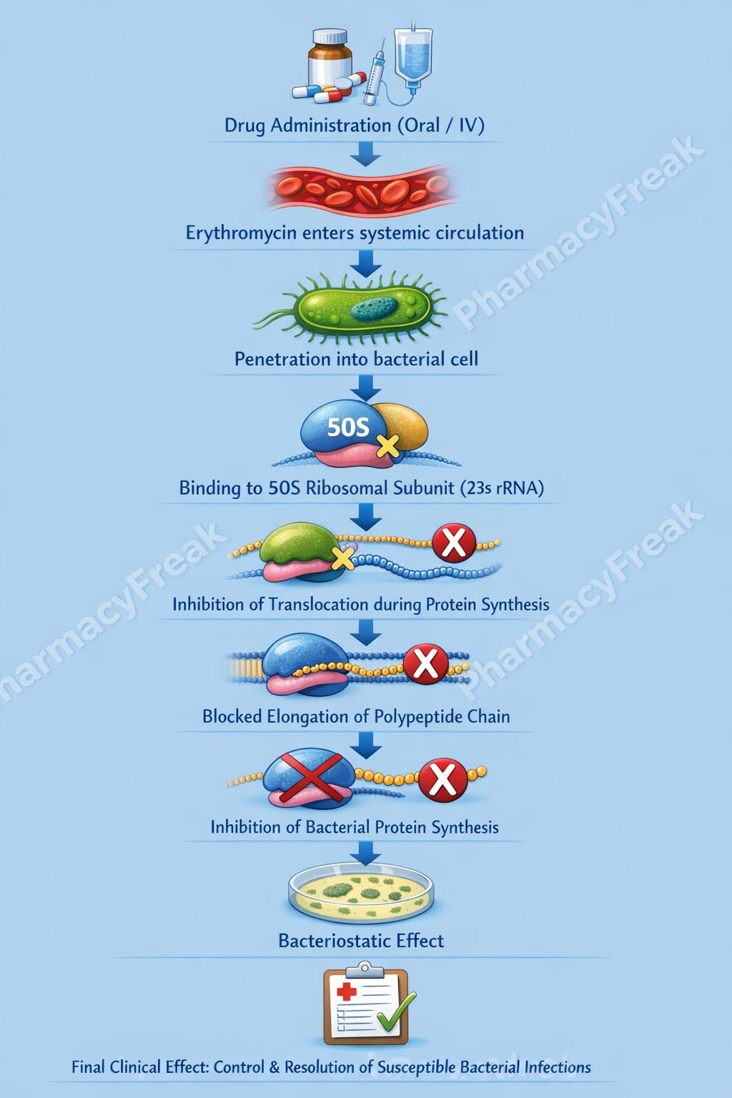 Mechanism of Action of Erythromycin