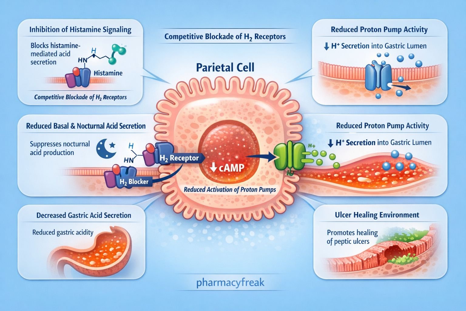 Mechanism of Action of H2 Antagonists