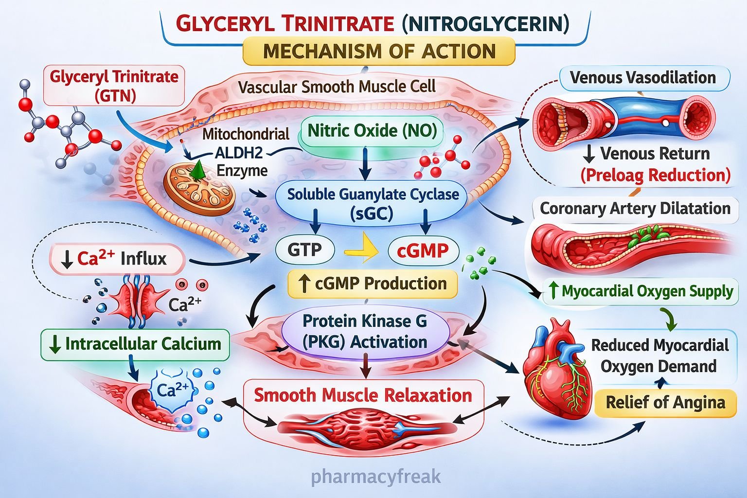 Mechanism of Action of Glyceryl Trinitrate