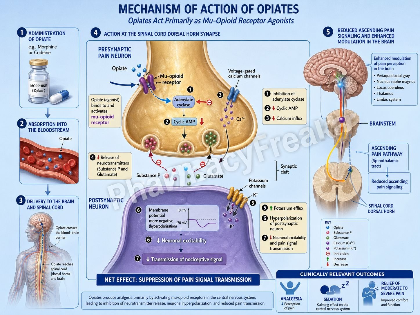 Mechanism of Action of Opiates