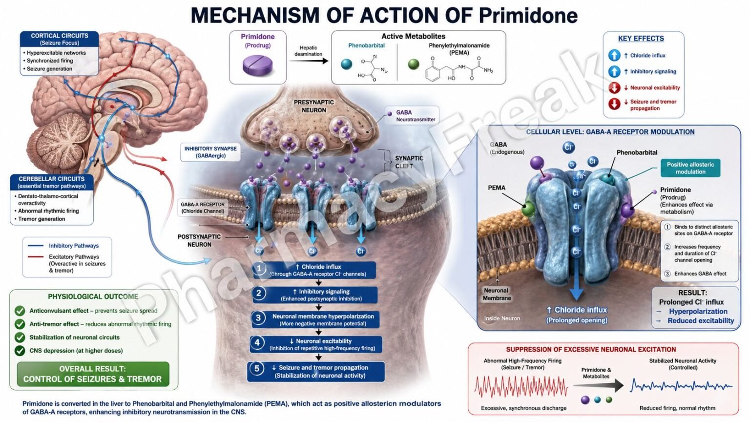 Mechanism of Action of Primidone